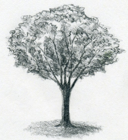 Nauka rysunku - jak narysować drzewo krok po kroku? - Artakademia
