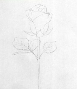 Jak narysować różę | Szkoła rysunku ARTAKADEMIA - Artakademia