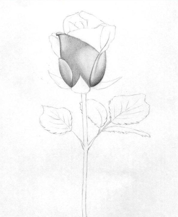 Jak narysować różę | Szkoła rysunku ARTAKADEMIA - Artakademia