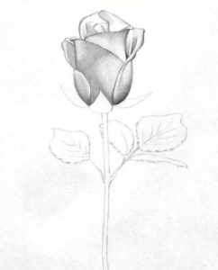 Jak narysować różę | Szkoła rysunku ARTAKADEMIA - Artakademia