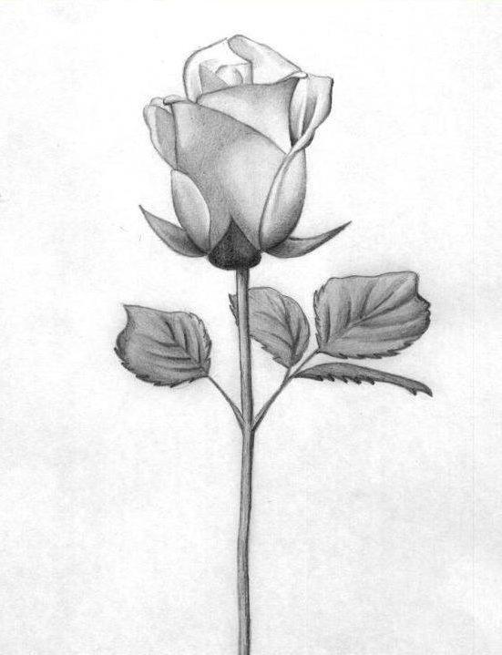 Jak narysować różę | Szkoła rysunku ARTAKADEMIA - Artakademia