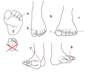 Jak narysować stopy | Szkoła rysunku Artakademia - Artakademia